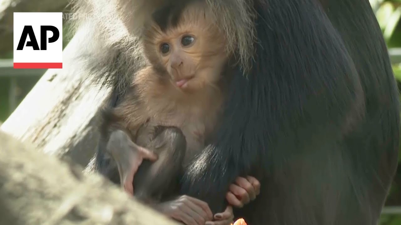 Newborn bearded monkey charms zoo-goers during public debut in Germany ...