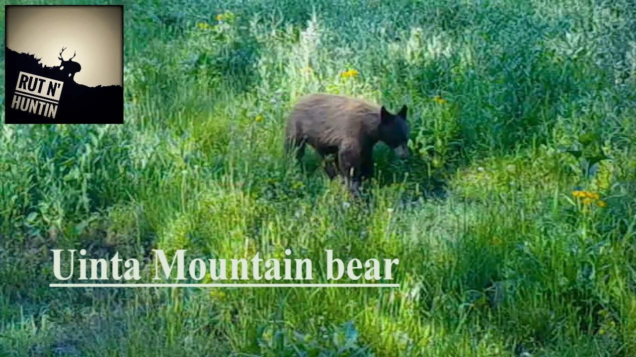 Uinta Mountains Bear - YouTube