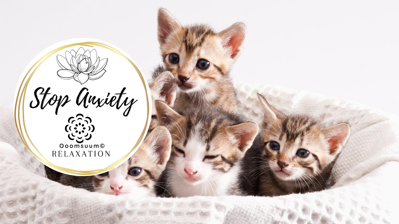 STOP ANXIETY♥1 hour of cute CAT BABIES meditation HD| for stress ...