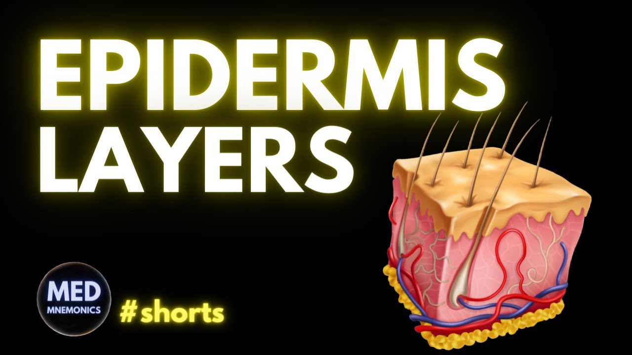 Layers of Epidermis I Mnemonic #shorts - YouTube