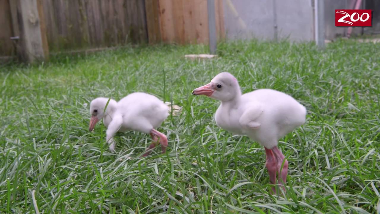 Flamingo Chicks Hatch at Columbus Zoo - YouTube