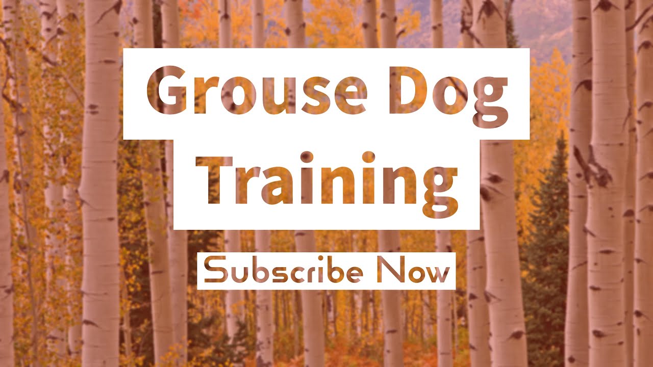 Grouse Dog Training 4K - YouTube
