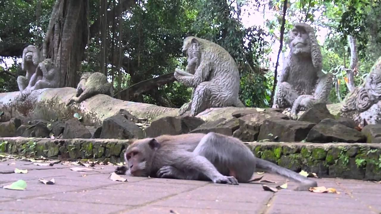 Monkey See Monkey Statue - YouTube