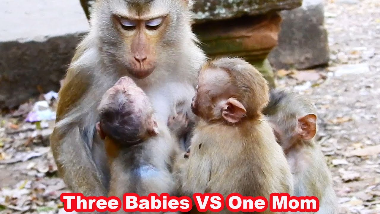 Wooow So good! Three baby monkeys VS One mom! They ask for milk & warm ...