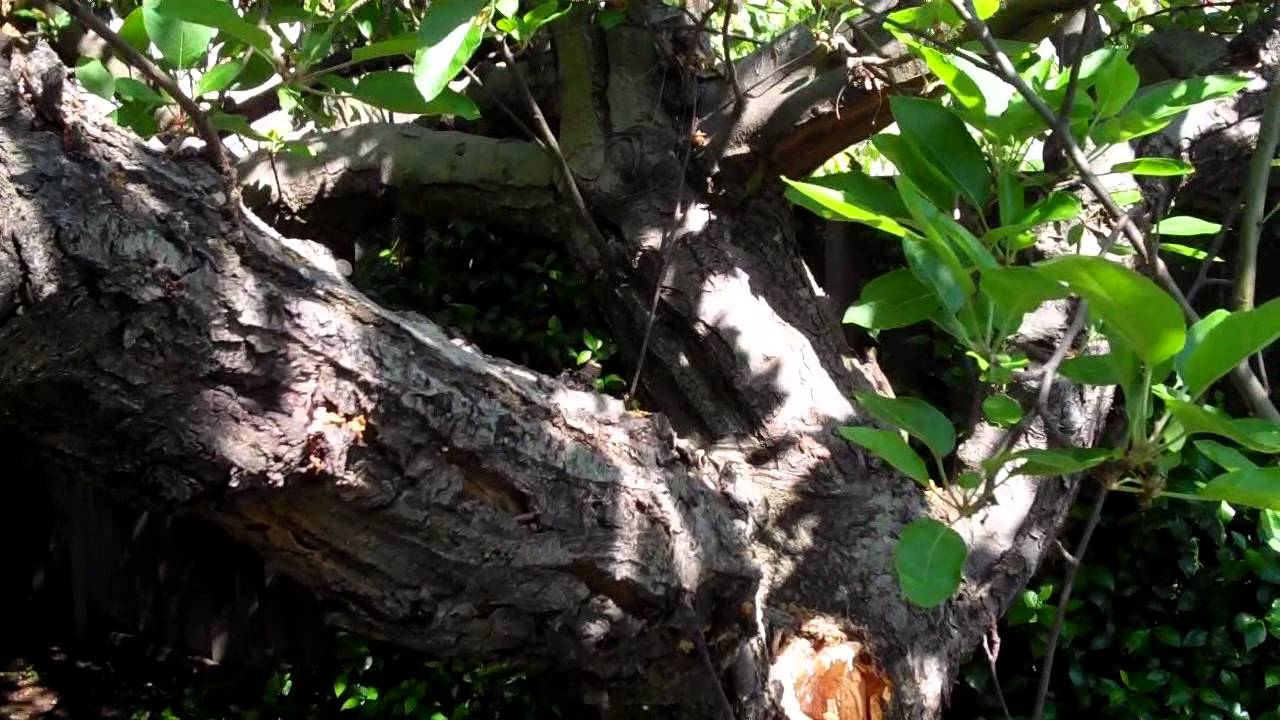 (138) Failed Apple limb. - YouTube