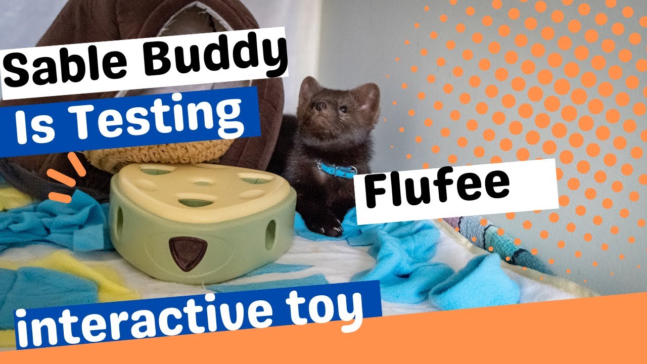 Fluffee toy and Buddy the sable! - YouTube