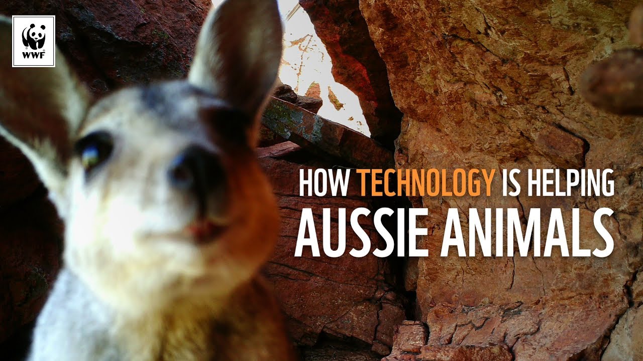 How Technology Helps Protect Aussie Animals | WWF-Australia - YouTube