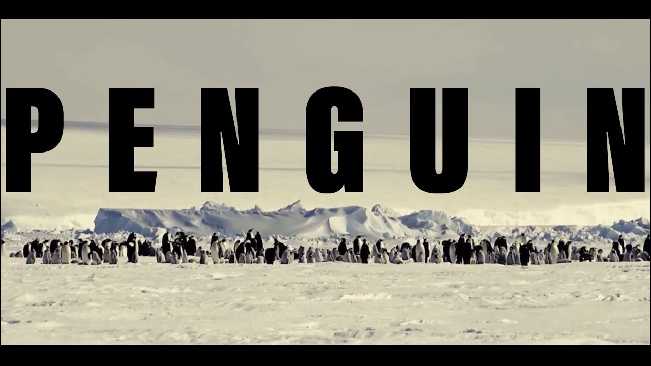 PENGUIN EDIT - YouTube