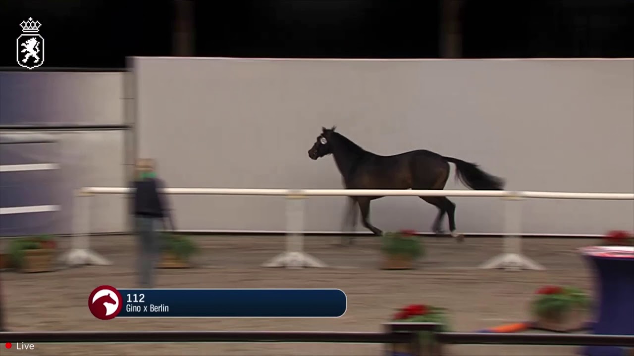Ratino KN 'ter Beuken (Gino H x Berlin), stallion 2017 - YouTube