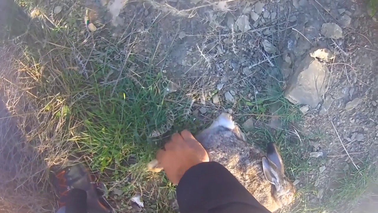 Κυνηγι λαγου στην κρητη - YouTube