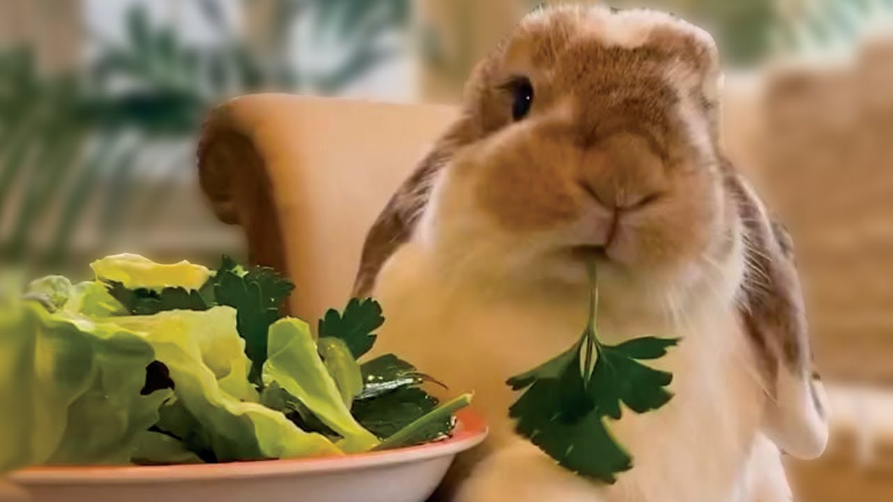 Pet bunny will eat ANYTHING! Funny and cute rabbit | The Koala - YouTube