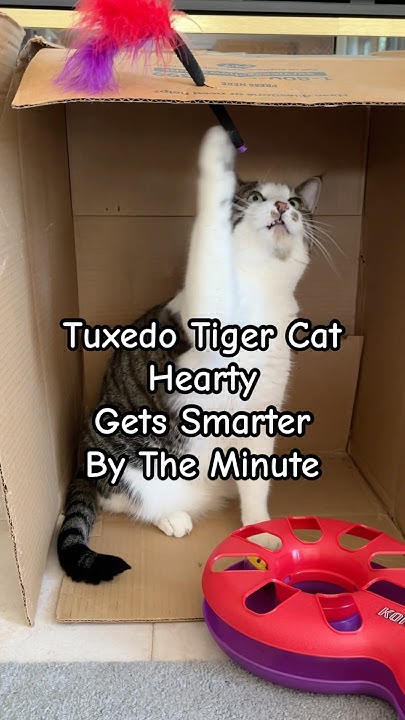 Tuxedo Tiger Cat Hearty Gets Smarter By The Minute! #shorts #tuxedocat #cutecat #catlover # ...
