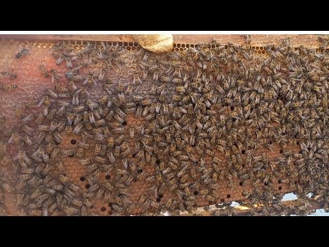 oğul arının yavru durumu #arıcılık #aricilik