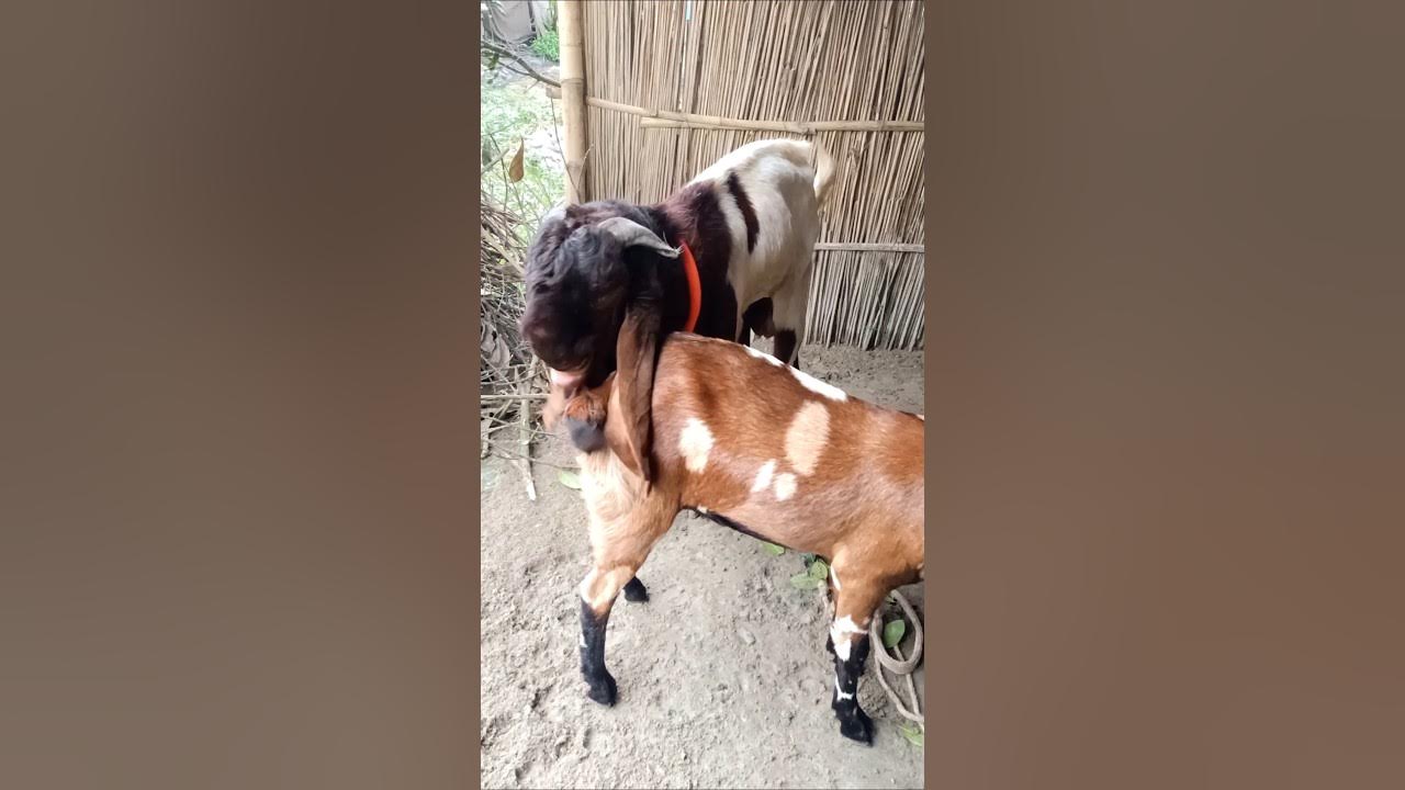 The goats are enjoying the best day of the year #shorts #short #shorts ...