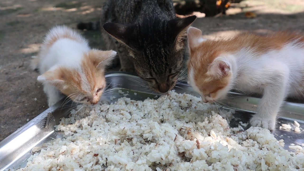 Kitten firs eating rice | Kitten Can eating rice? - YouTube