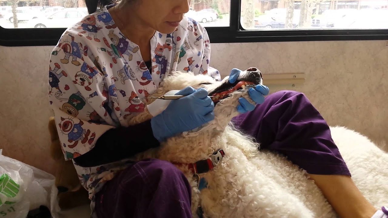 Cleaning a Standard Poodle - YouTube