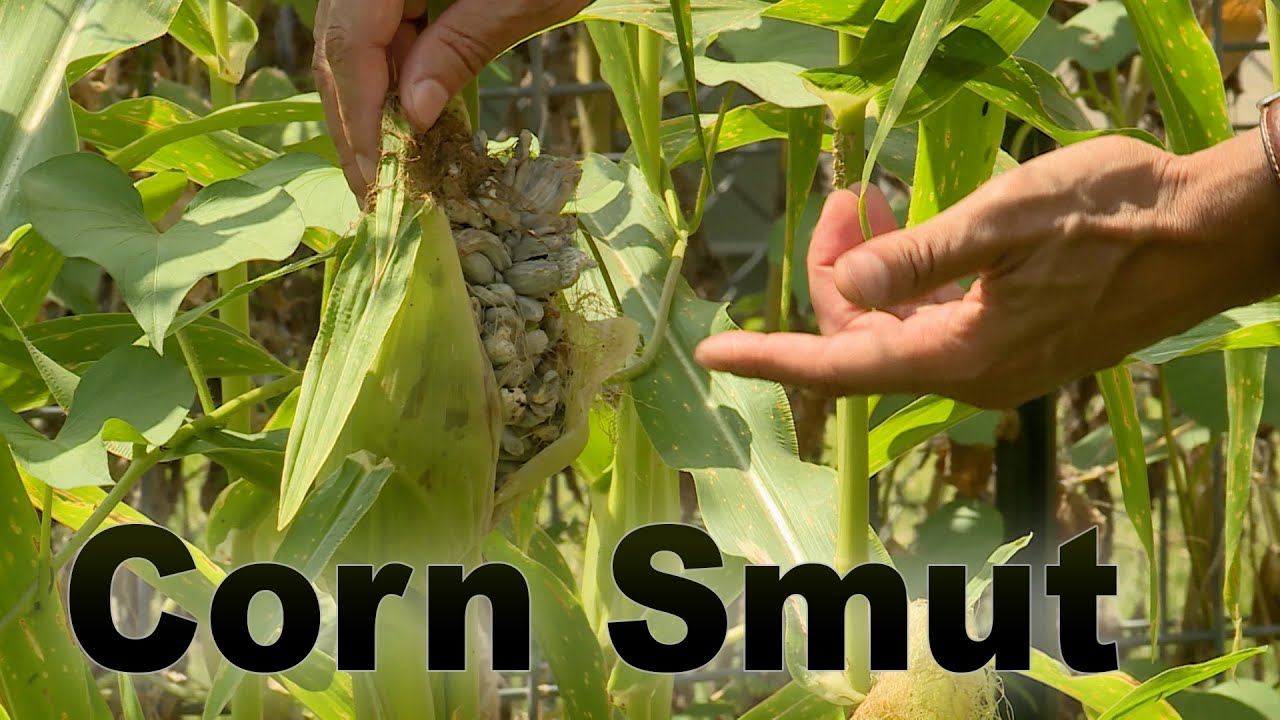 Corn Smut – Garden Notes - YouTube