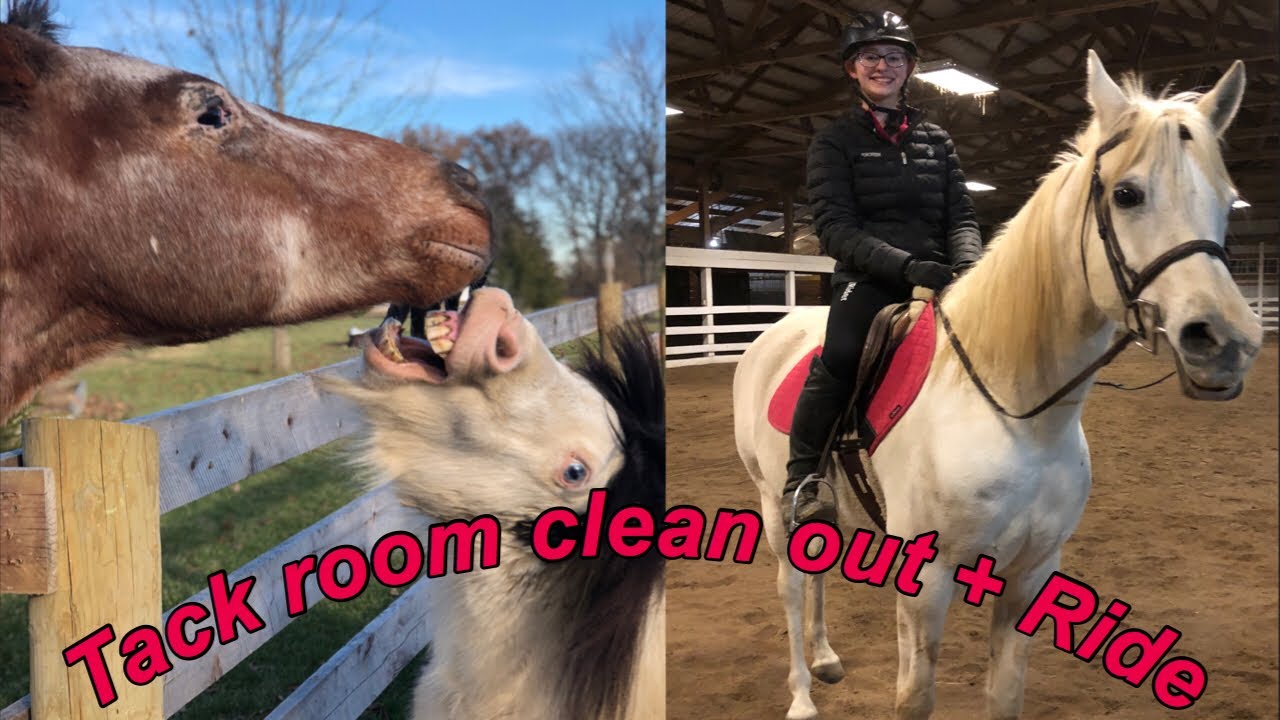 Tack room clean out + Riding my old lease horse! - YouTube