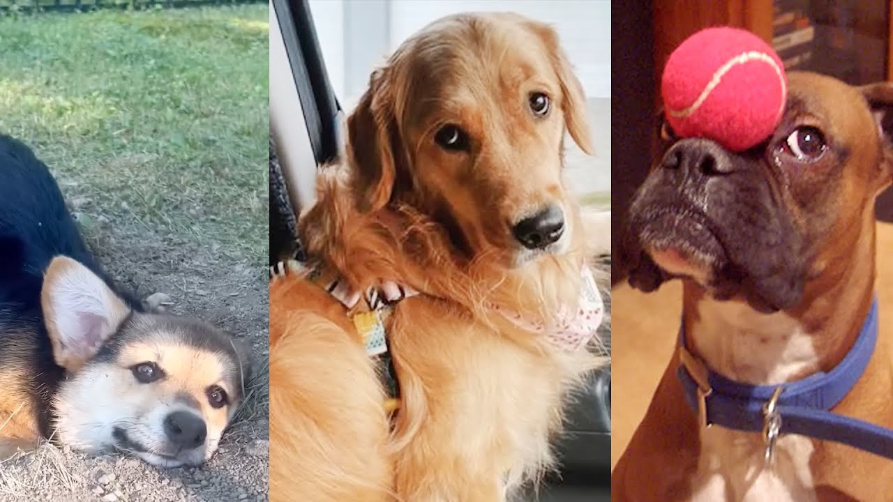 Funniest Cats and Dogs 😂 Ultimate Pet Fails Compilation! Part 22| Can't ...