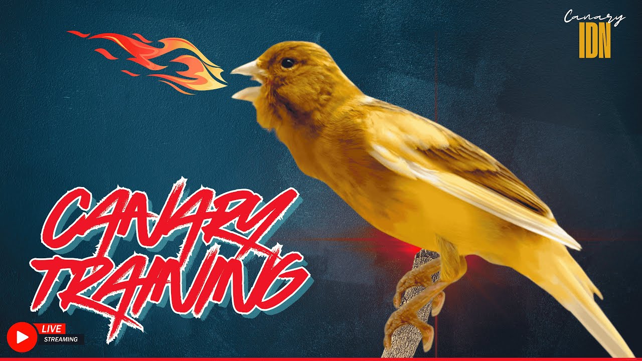 A Special Canary to Seduce All The Canaries | The Belgian Singing ...