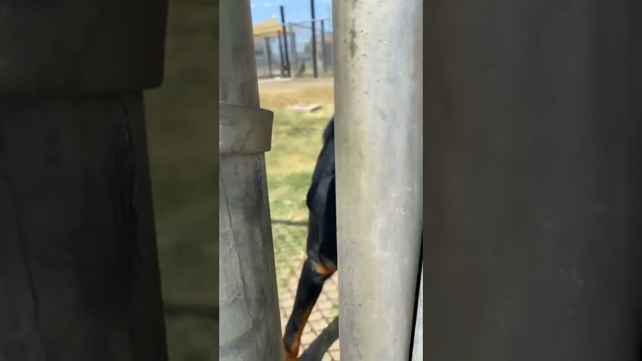 Video of adoptable pet named Colt - YouTube