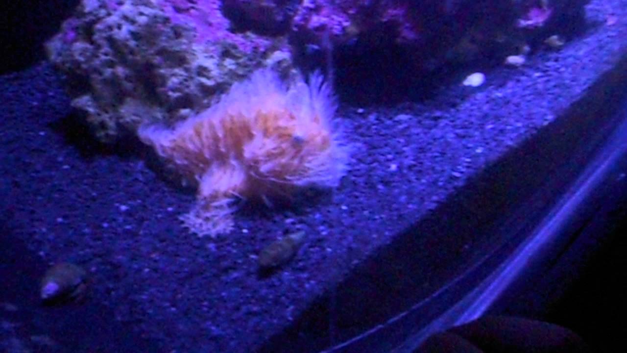 Brookfield Zoo's Strange Four-legged Fish... - YouTube