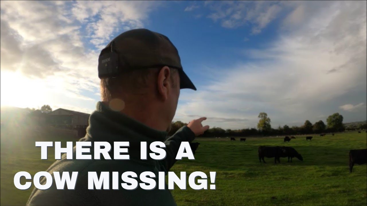 THERE'S A COW MISSING!! 24 10 21 - YouTube