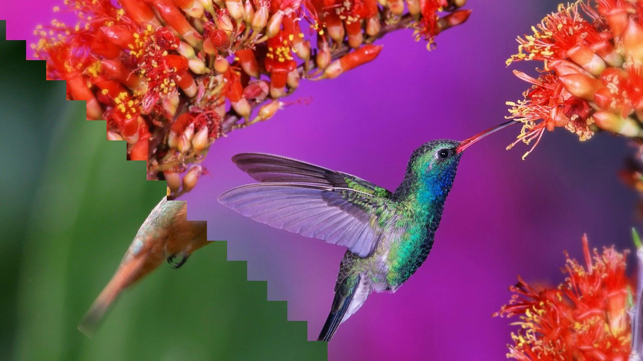 Hummingbird Pasarea Colibri - YouTube