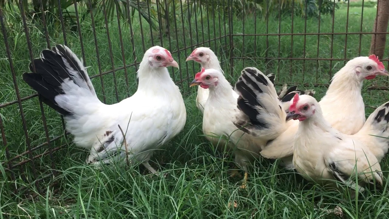 Fancy hens Chennai - YouTube