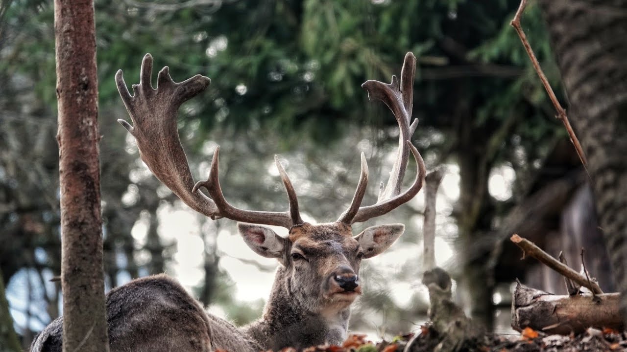 Fallow deer - ( Dama Dama ) - Daniel škvrnitý / pekný lopatár - YouTube
