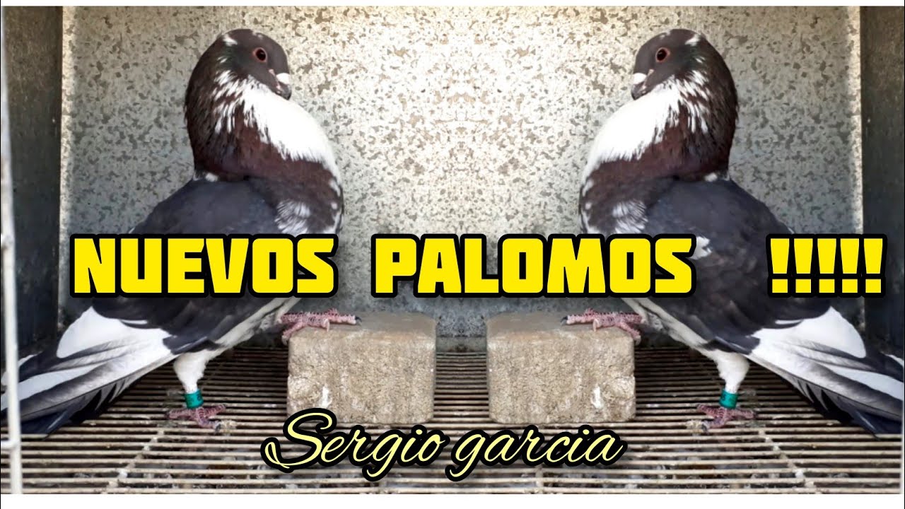 ¡Nuevos palomos! - En el palomar - Buchones Moroncelos | HD - YouTube