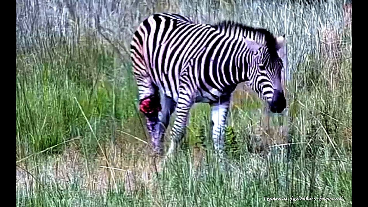 Wildlife Wounded zebra stallion treated with herbs Раненый жеребец ...