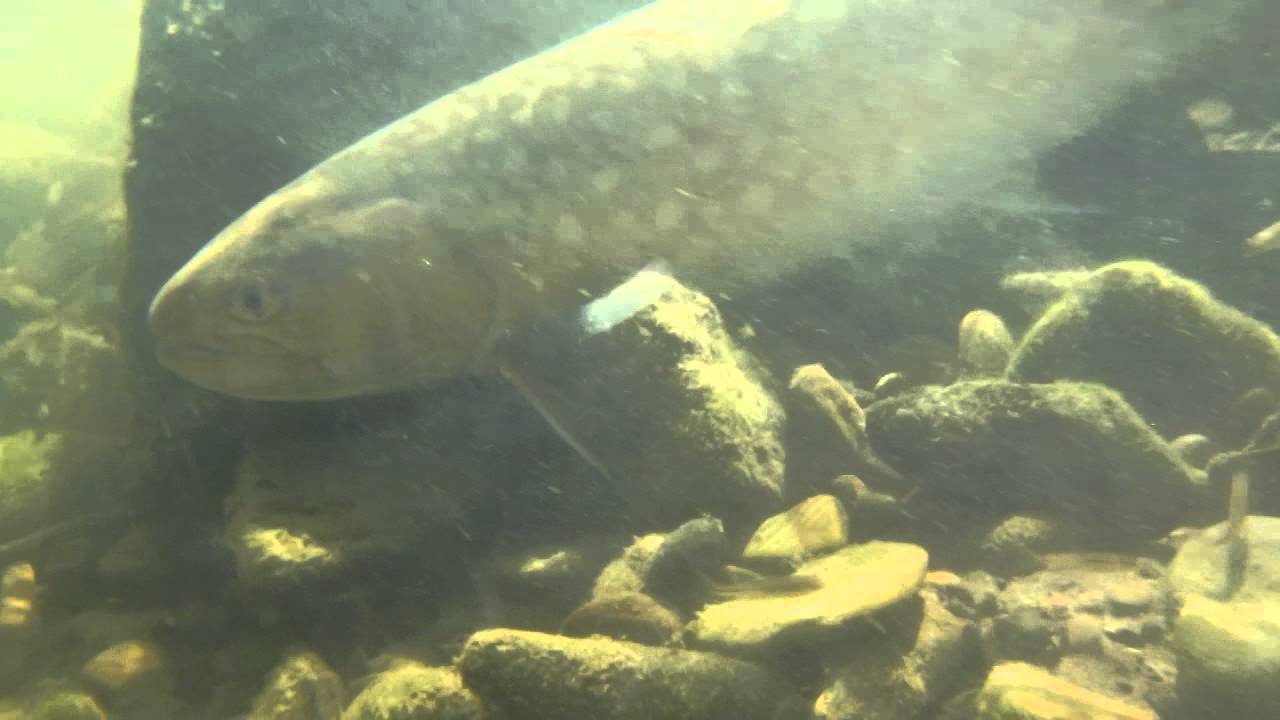 巨大アメマスをリリース How to release a big amemasu trout. - YouTube