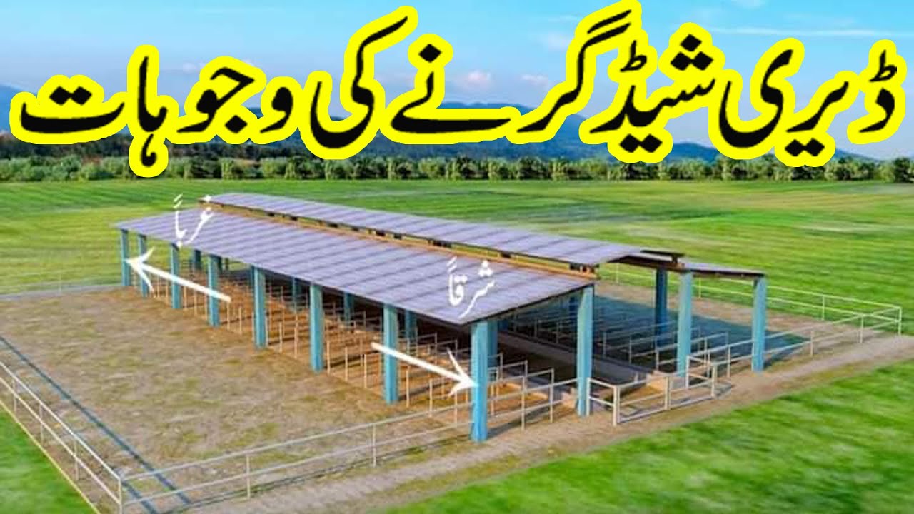 Dairy shed Design II dairy farm design ideas II Farm ideas - YouTube