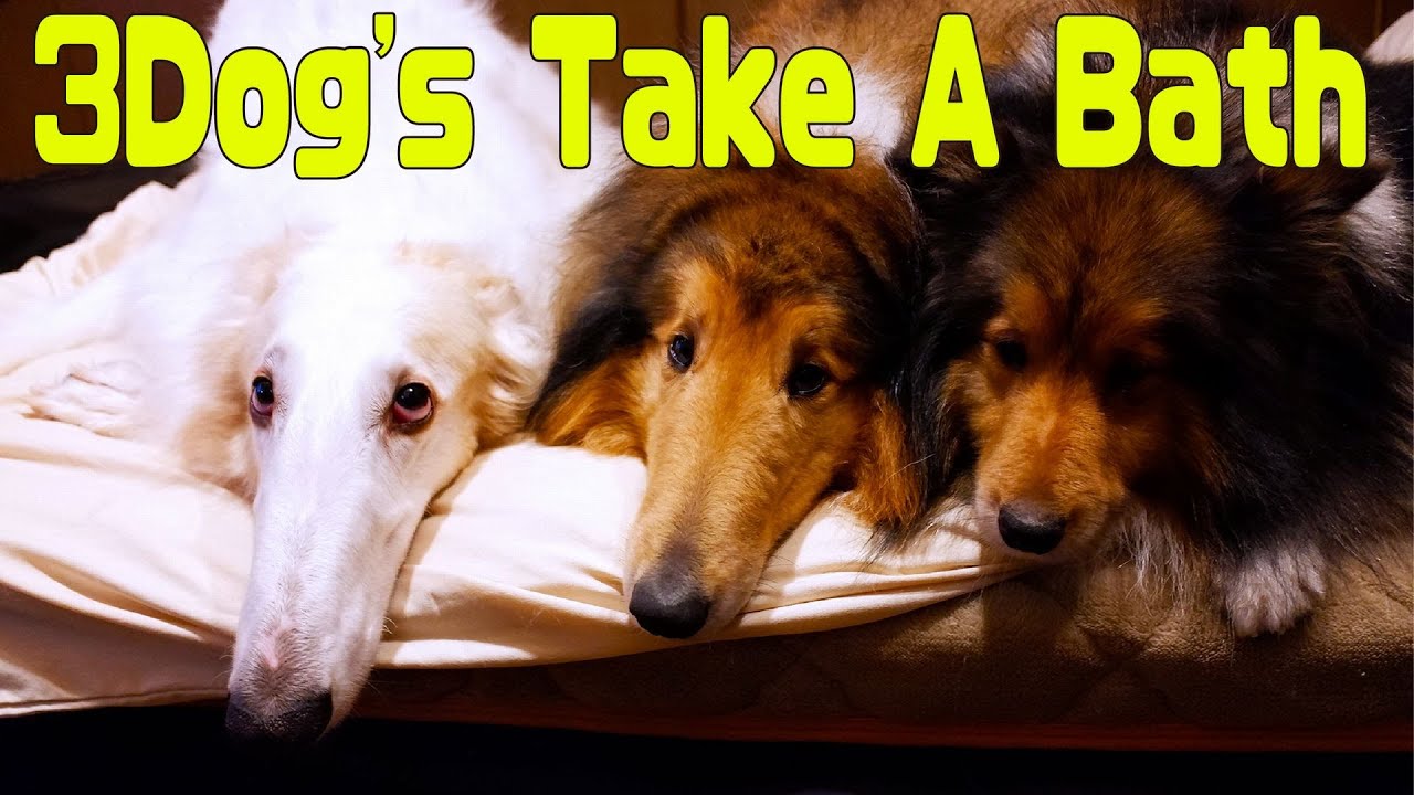 3dog's Take a bath (shetlandsheepdog)(roughcollie)(borzoi) Total 8 ...