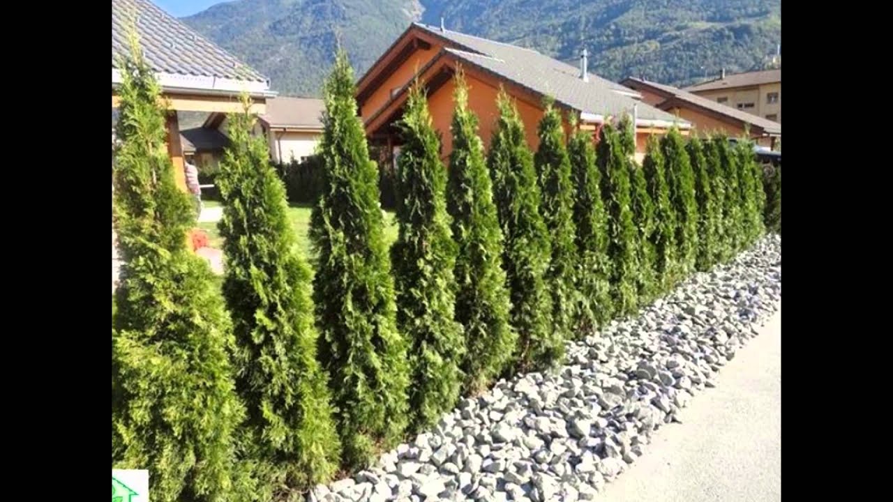 Sebes ou cercas vivas - YouTube