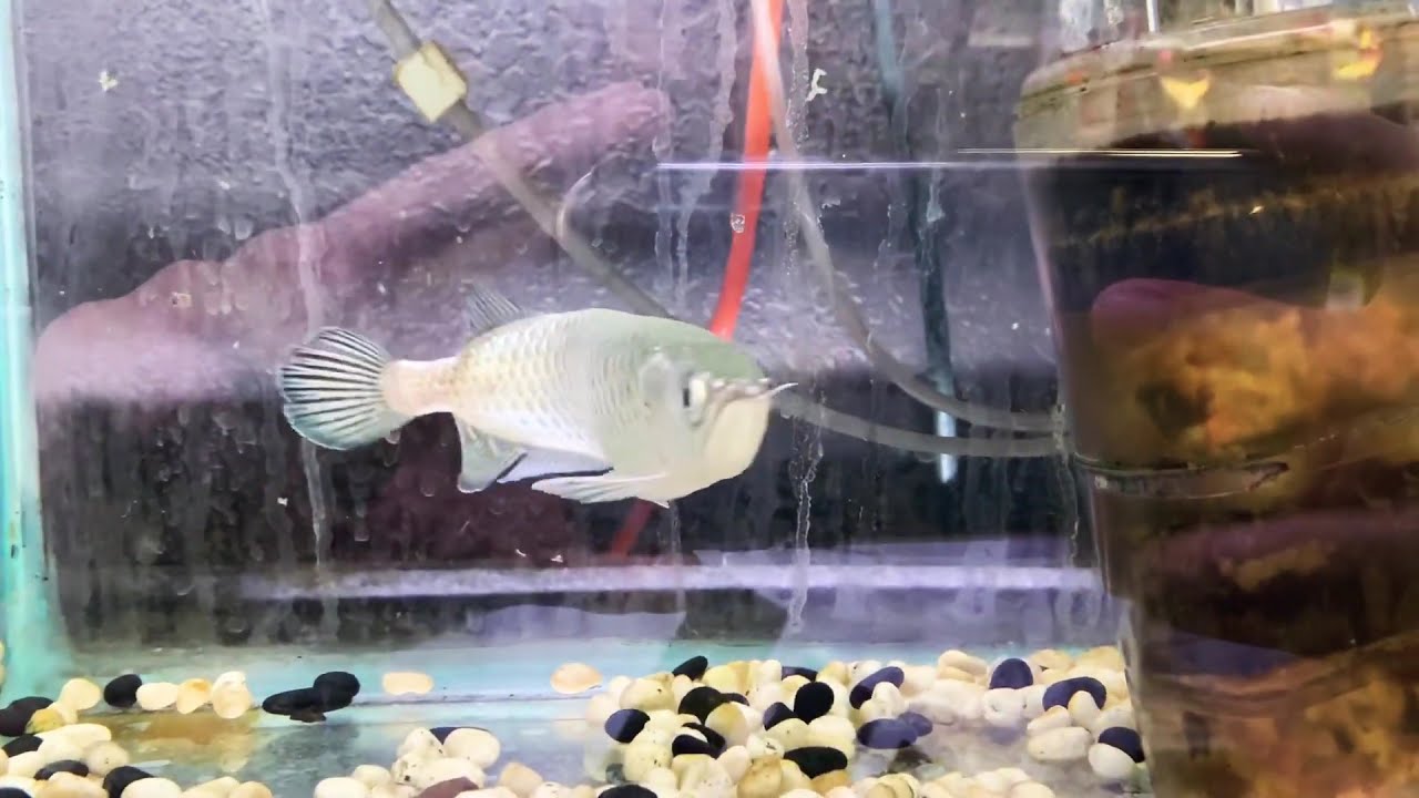 Jardini Arowana Fish At 8888 Tropical fish! - YouTube