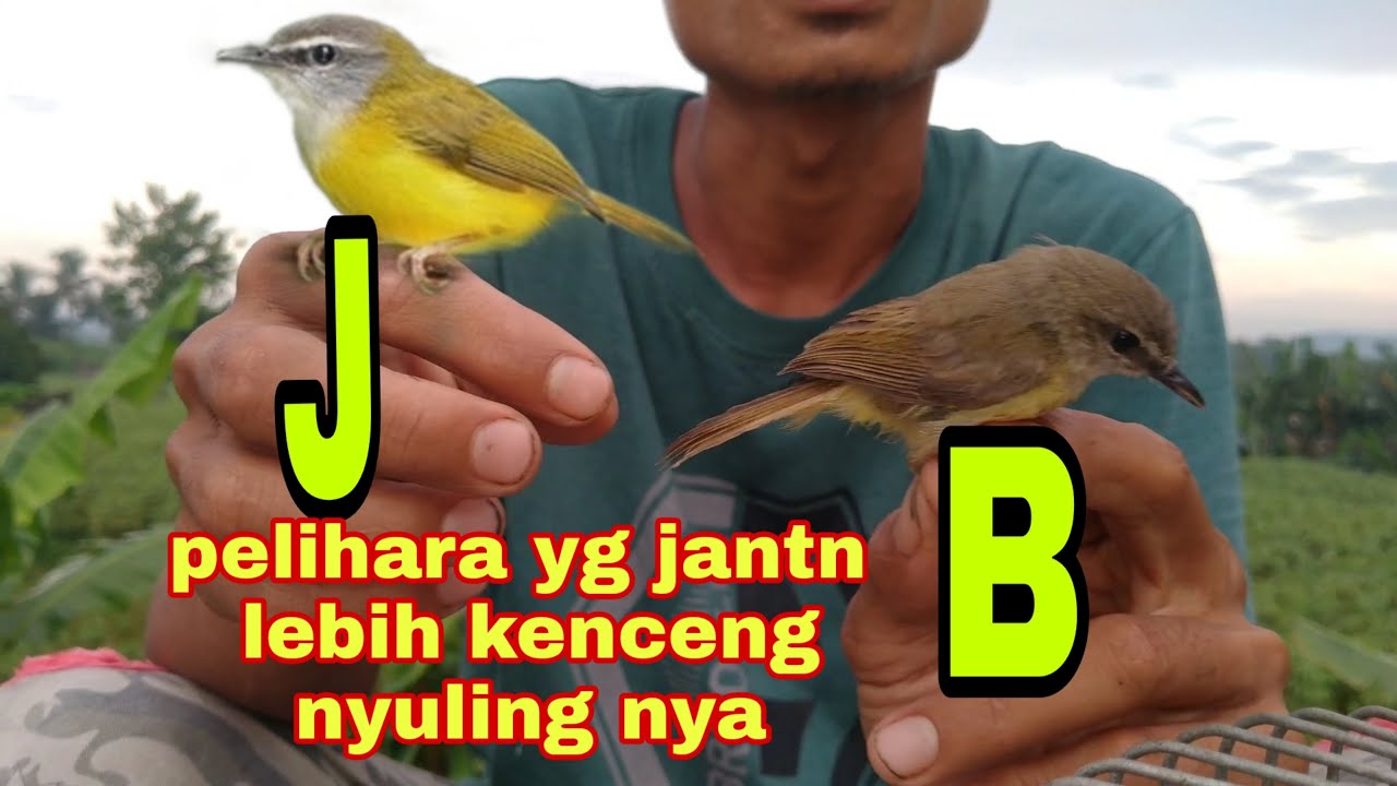 membedakan burung cikrak bambu antara jantan dan betina - YouTube