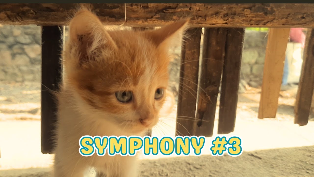 Anak Kucing Lucu | Cat Family | Funniest Kittens | Cute Kittens - YouTube