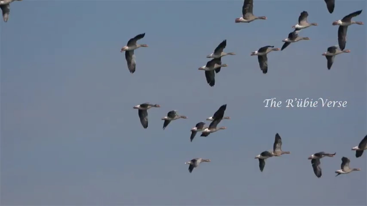 Geese Fly Together and land on the river - YouTube