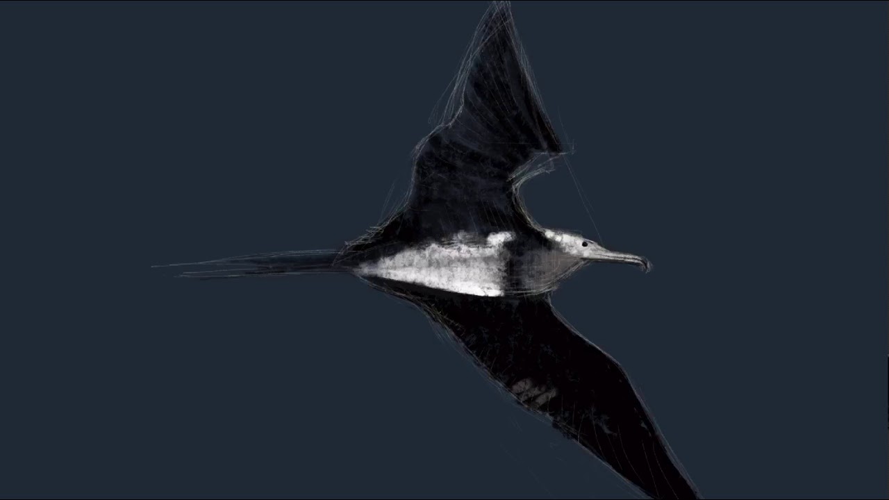 Frigate Bird drawing process - YouTube