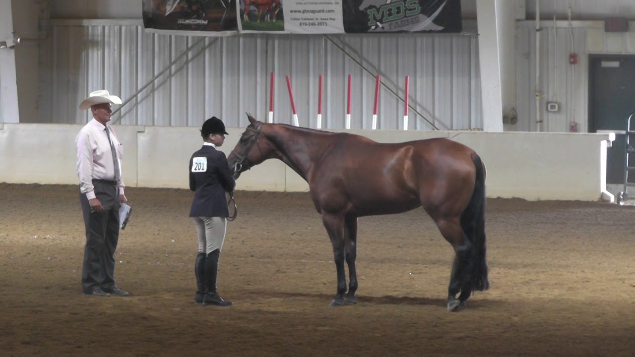 2018 08 18 Erin's Youth English Showmanship 14 18 - YouTube