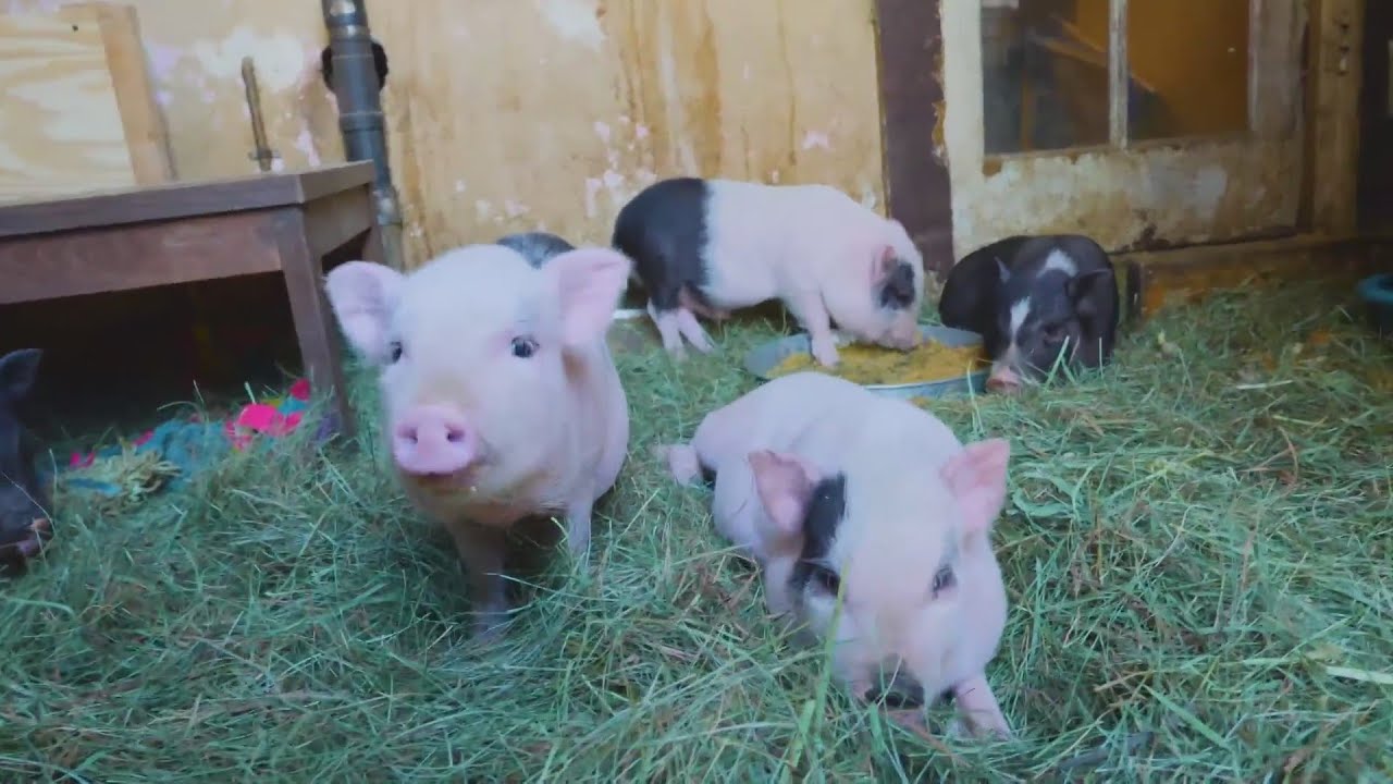 "Pig Little Lies" - YouTube