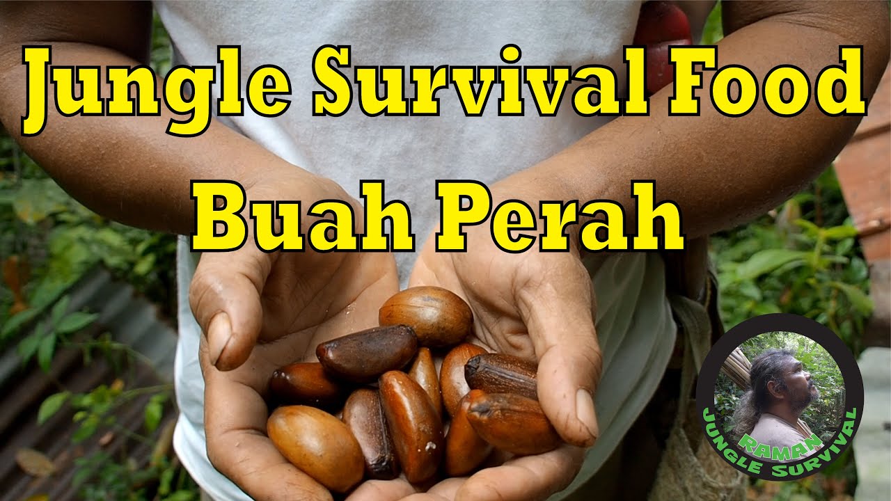 Jungle survival food - Buah Perah - YouTube