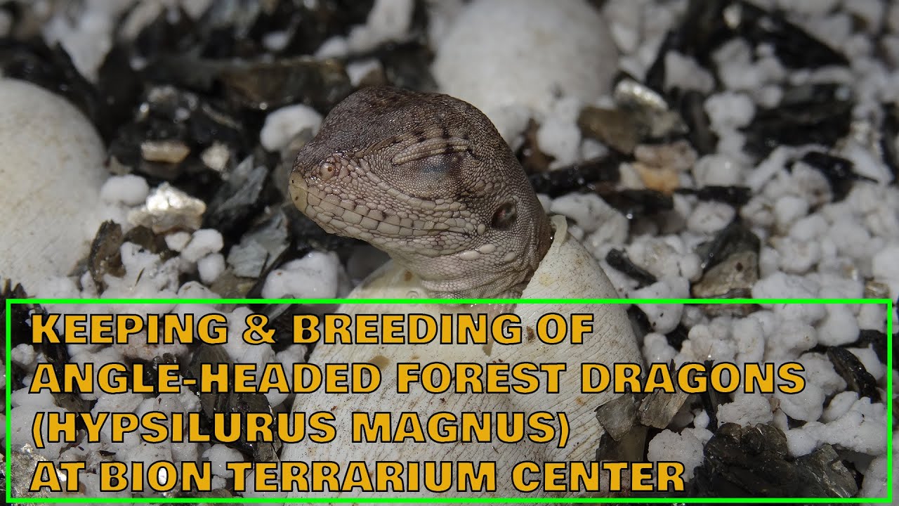 Keeping and breeding of angle-headed forest dragons (Hypsilurus magnus ...