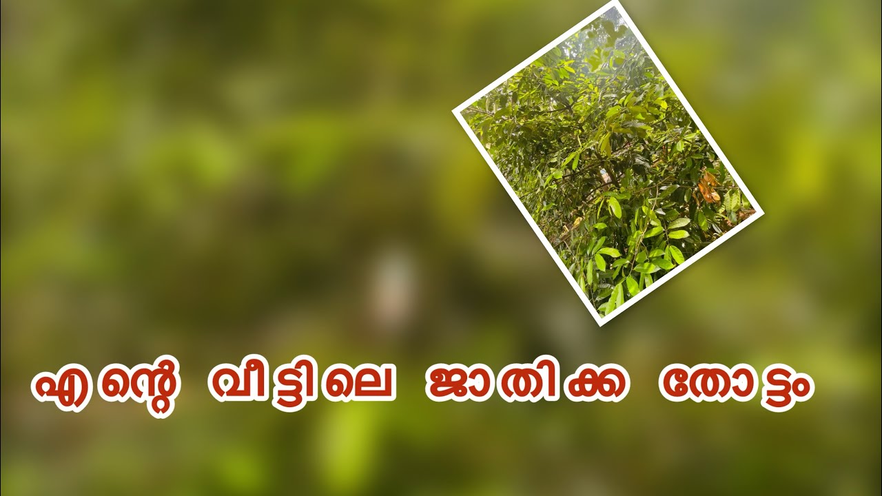 NUTMEG |#jathikka_thottam #mallu #kerala #malappuram - YouTube
