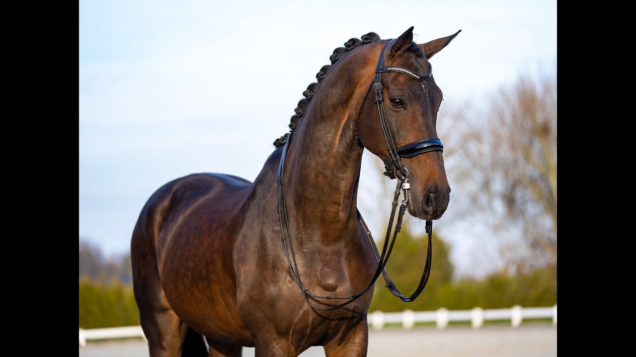 SOLD - PSG Gelding - Arlando x Flemmingh - 2011 - 1.74m - YouTube
