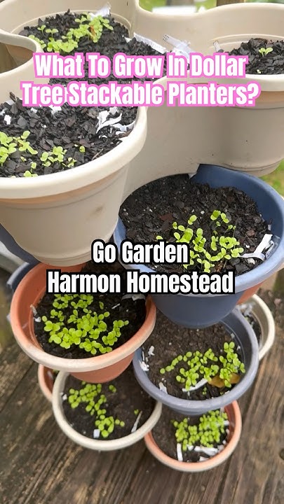 What To Grow In Dollar Tree Stackable Planters? # ...