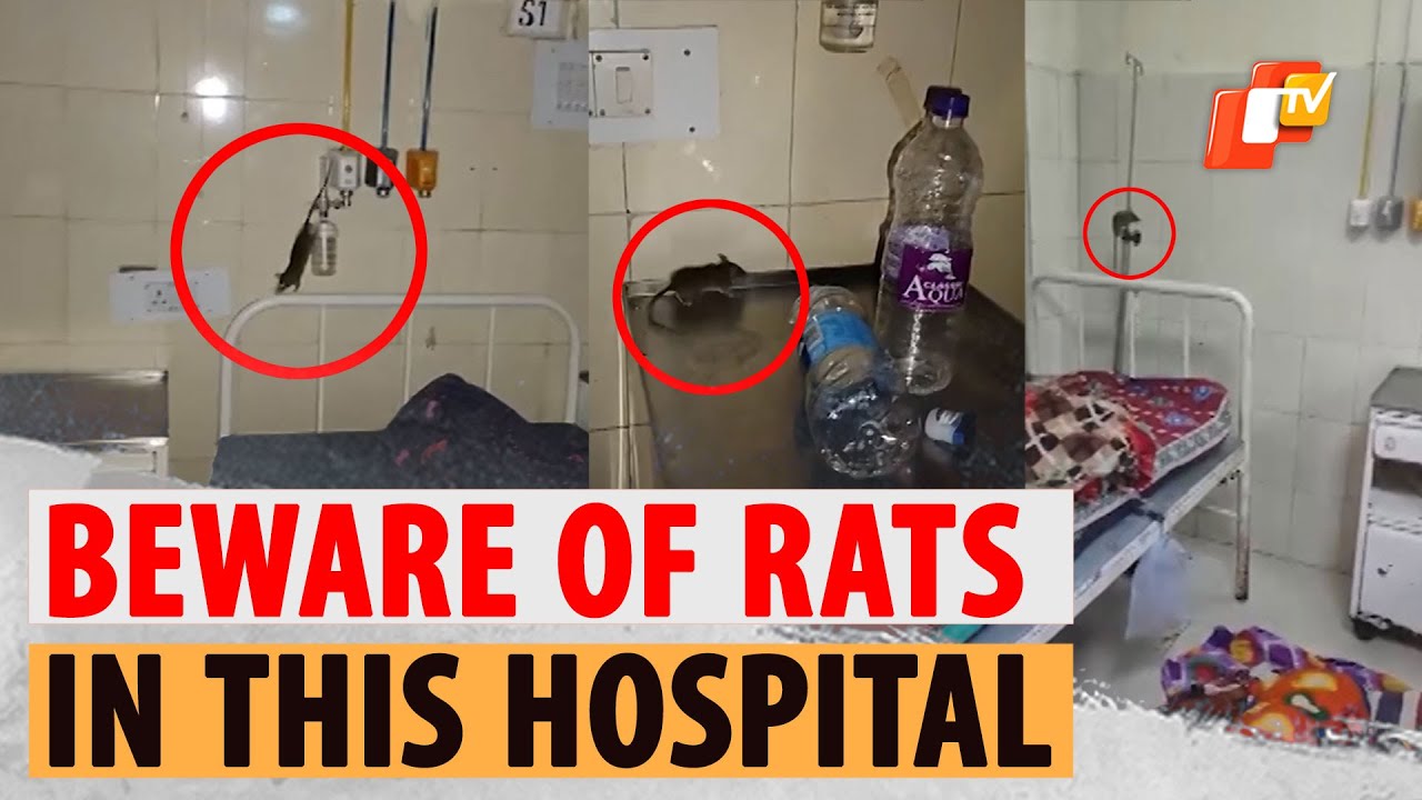 Watch Video! Rat Menace In Odisha Hospital Severely Hits Patient Care ...