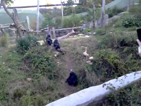 Monkeys fling poo! - YouTube